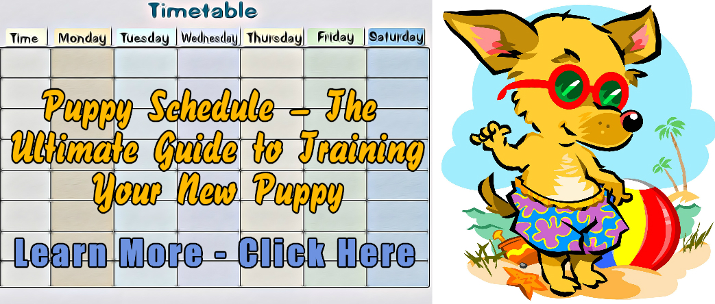 All You Need To Know About Puppy Training Schedules